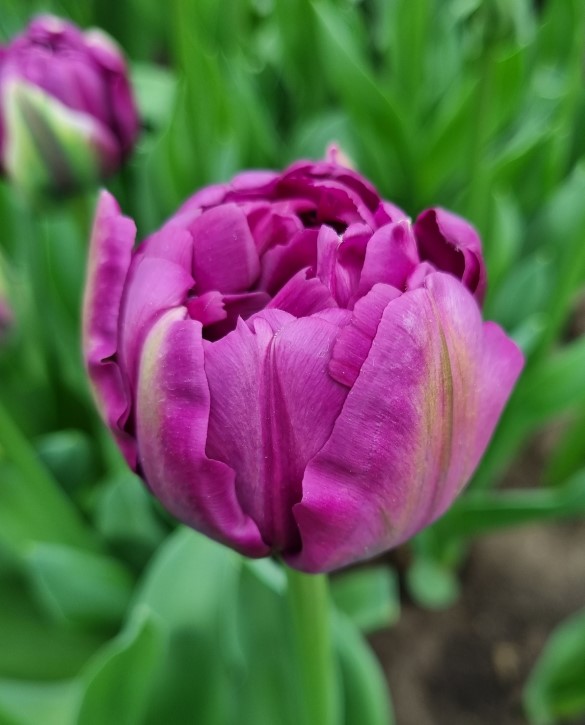 Saigon Double | Onings Holland Flowerbulbs