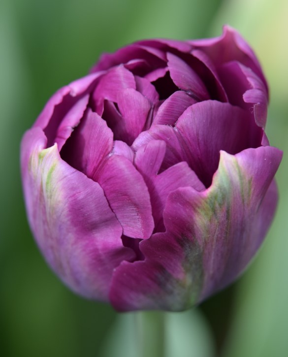 Saigon Double | Onings Holland Flowerbulbs