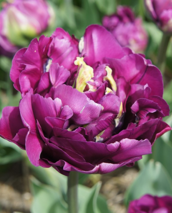 Saigon Double | Onings Holland Flowerbulbs