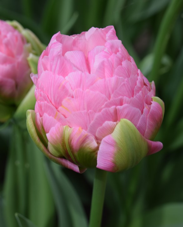 Strawberry Cream | Onings Holland Flowerbulbs