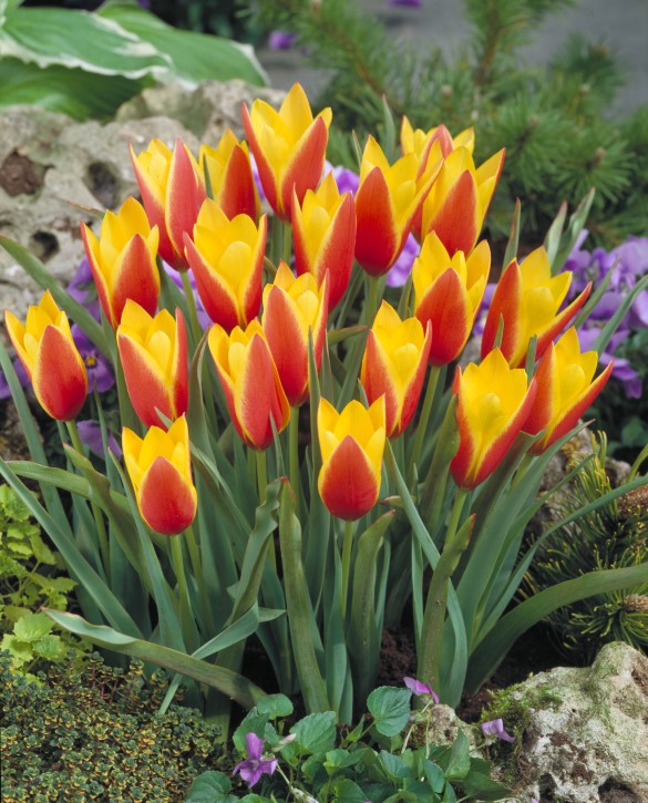 Taco | Onings Holland Flowerbulbs