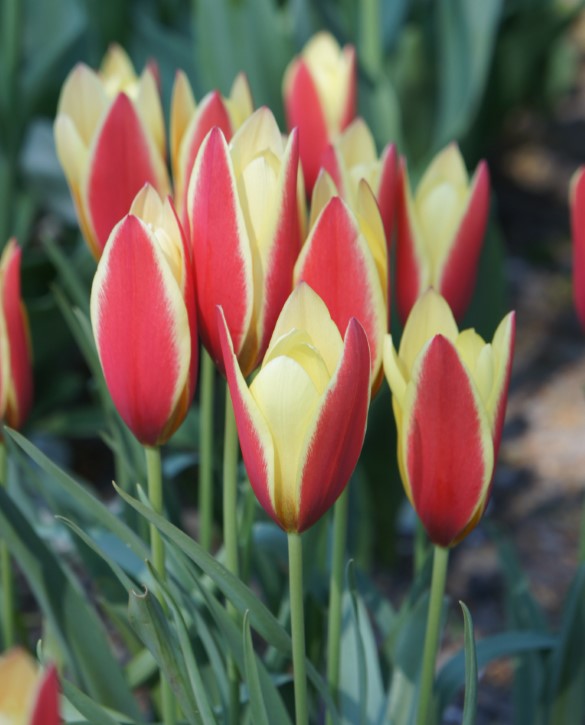 Taco | Onings Holland Flowerbulbs