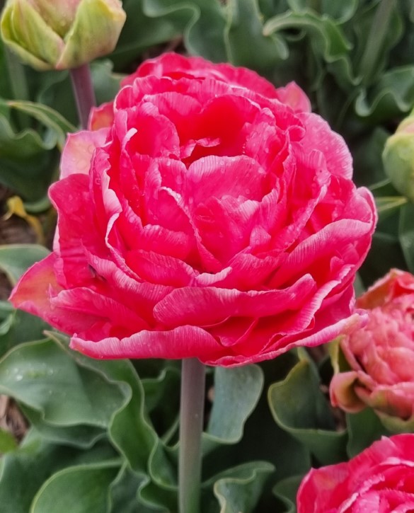 Taiwan | Onings Holland Flowerbulbs