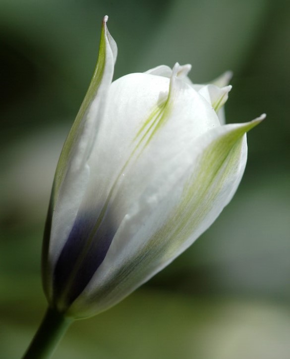 Alba Coerulea Oculata | Onings Holland Flowerbulbs