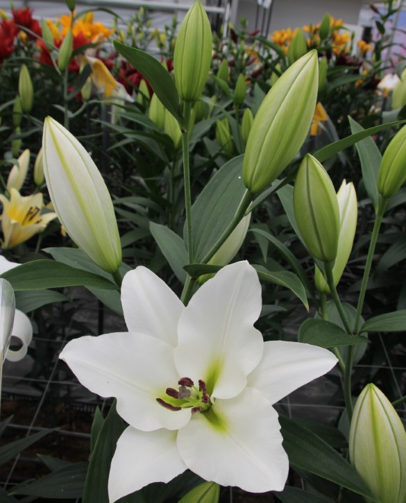 Vestaro | Onings Holland Flowerbulbs