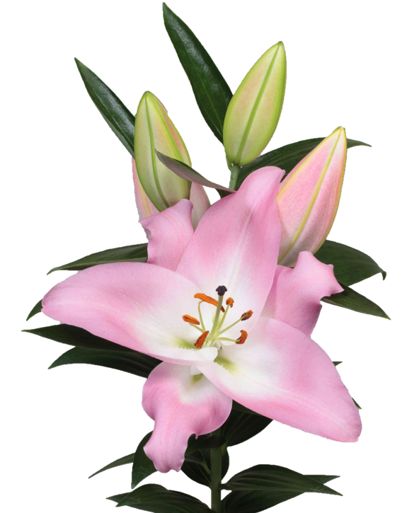 Visby | Onings Holland Flowerbulbs