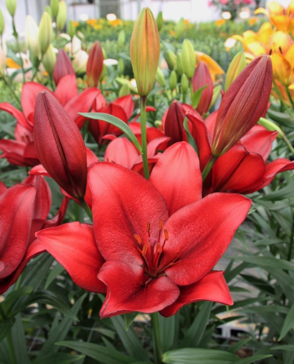 Vuelta | Onings Holland Flowerbulbs