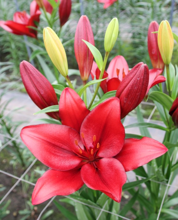 Vuelta | Onings Holland Flowerbulbs