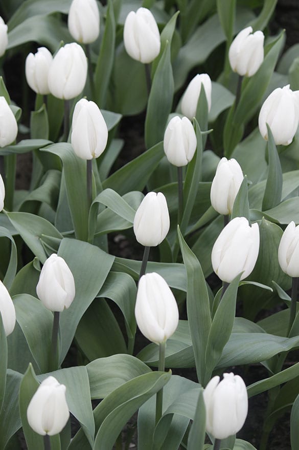 White Flag | Onings Holland Flowerbulbs