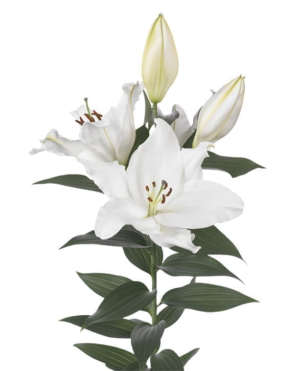 White Shores | Onings Holland Flowerbulbs