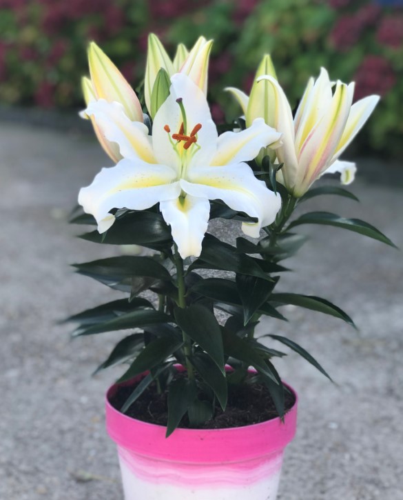 White Starlight | Onings Holland Flowerbulbs
