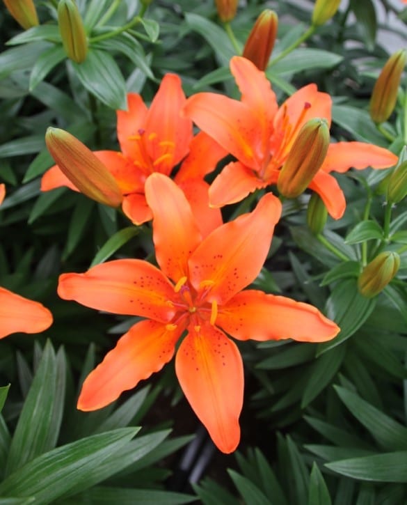 Winning Joy | Onings Holland Flowerbulbs