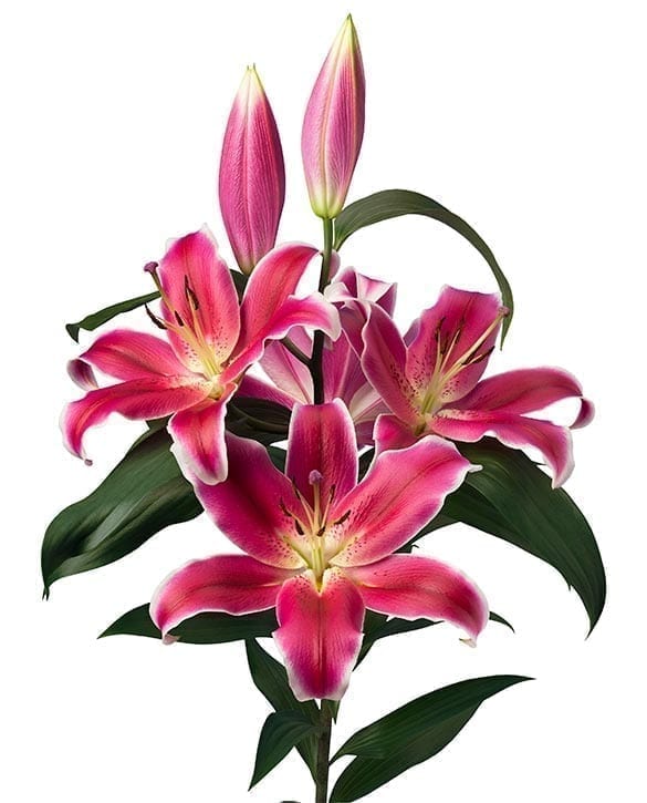 Yasmine Onings Holland Flowerbulbs