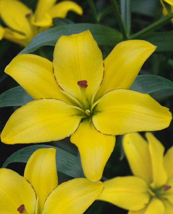 Yellow Cocotte | Onings Holland Flowerbulbs