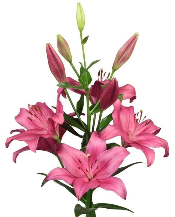 Yerseke | Onings Holland Flowerbulbs