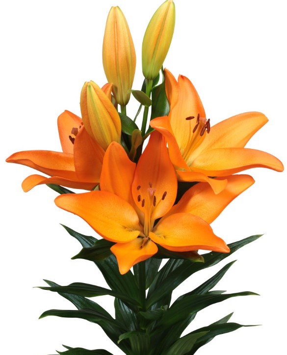 Moordale | Onings Holland Flowerbulbs