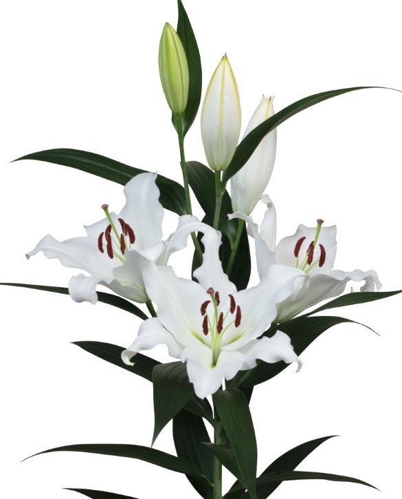 Fabriano | Onings Holland Flowerbulbs