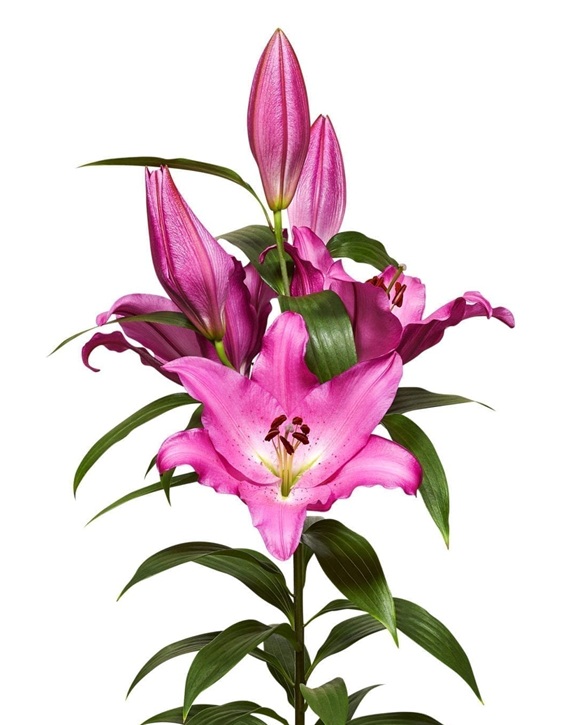 Lexus | Onings Holland Flowerbulbs