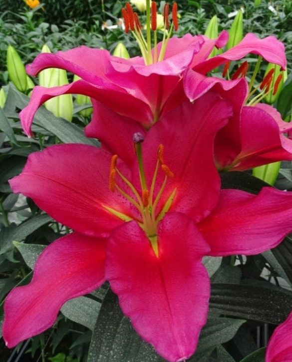 Rosita | Onings Holland Flowerbulbs