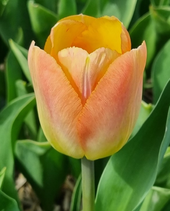 Kunyun | Onings Holland Flowerbulbs